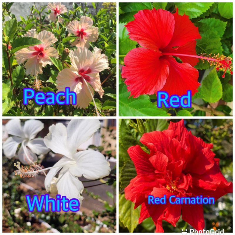 Keratan Bunga Raya ( pelbagai warna ) 1 keratan / RM 2, 7 keratan / RM ...