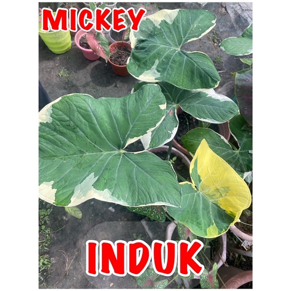 KELADI MICKEY Mickey | Shopee Malaysia