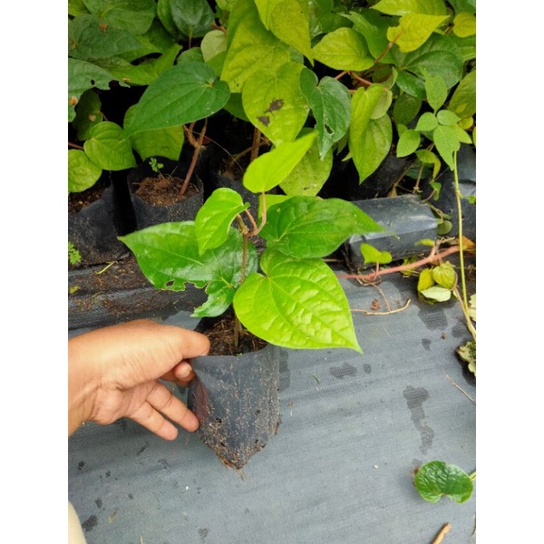 pokok sireh stabil (ready stok) | Shopee Malaysia