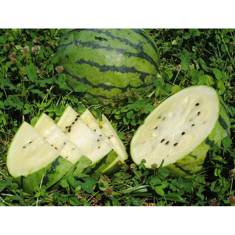 20 BIJI BIJI BENIH TEMBIKAI WHITE WONDER | Shopee Malaysia