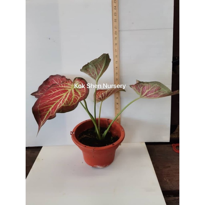 Caladium Thailand Limited Edition/Pokok Seperti Gambar/Bunga Hidup ...