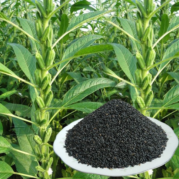 Black Sesame Seeds for Growing / Benih Bijan Hitam Untuk Tanaman ...