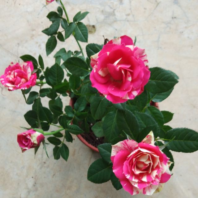 POKOK BUNGA ROSE BATIK -POKOK ROSE HIDUP BERBAU WANGI- ALL NEW STOCKS ...