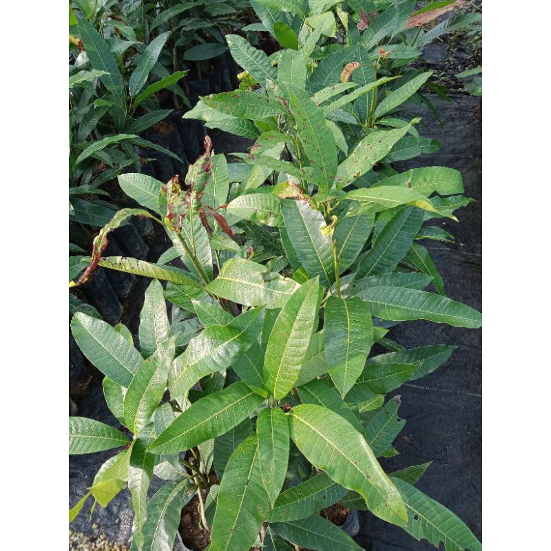 Pokok kuini kahwin / kuini kahwin | Shopee Malaysia
