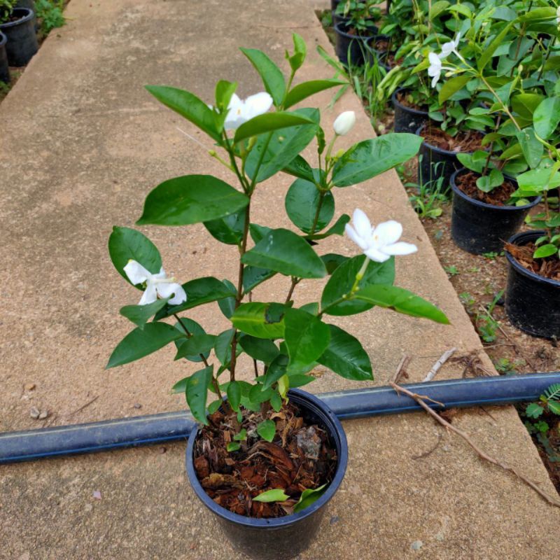 💥🌱Pokok bunga jasmine Thailand🌱💥 | Shopee Malaysia
