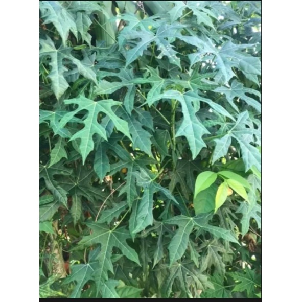 Keratan Pokok Aji No moto | Shopee Malaysia