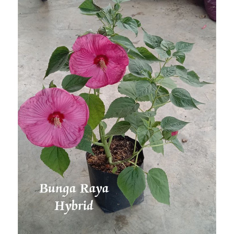 Bunga Raya Hybrid PINK/Bunga Besar | Shopee Malaysia