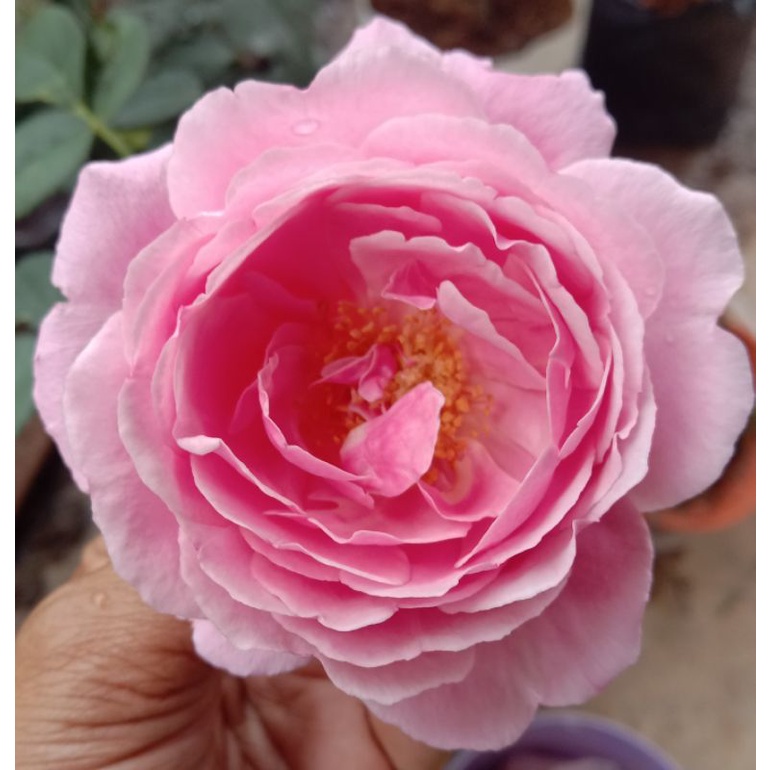 Pokok Bunga Rose Thai Pelbagai Warna -Live Plant!! | Shopee Malaysia