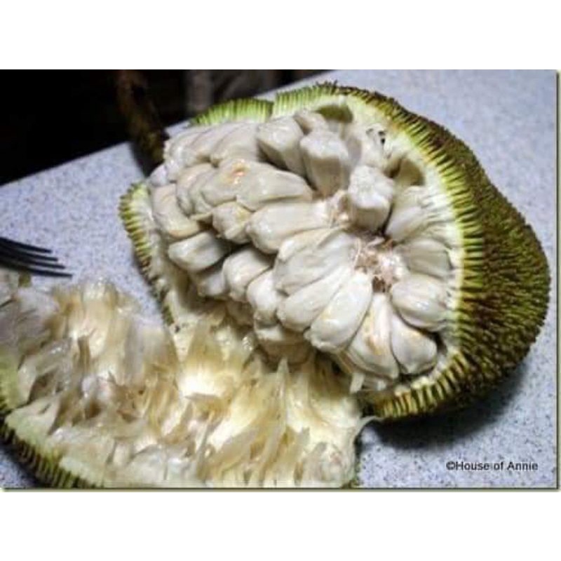 Pokok Buah Tarap Terap Real Plant Hotselling indoor Outdoor rare Exotic ...