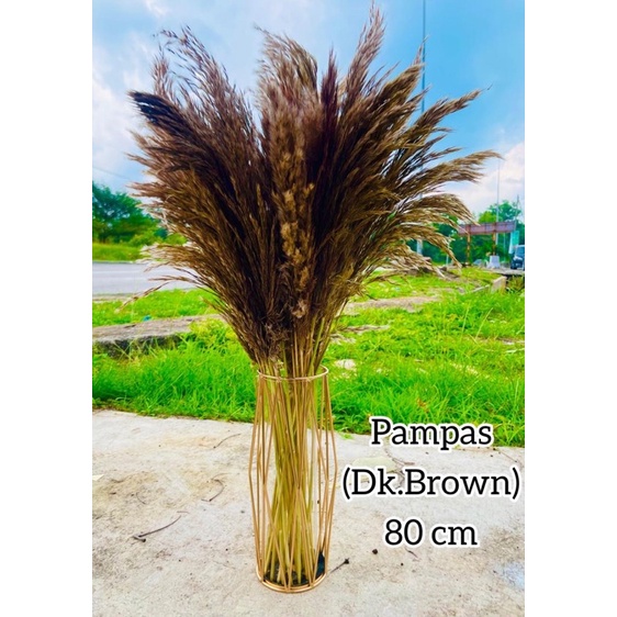 (HOT SALES!) Pampas Grass Real Fluffy Dried Flower Natural Bunga Pampas ...