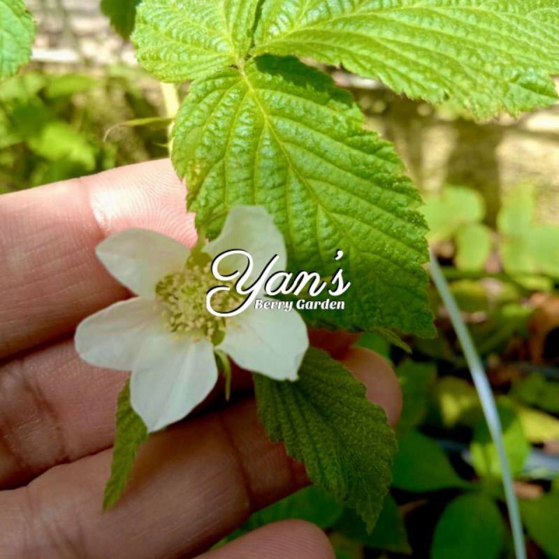 Anak pokok Balloon berry 🌱 Strawberry raspberry 🌱 Rubus illecebrosus ...