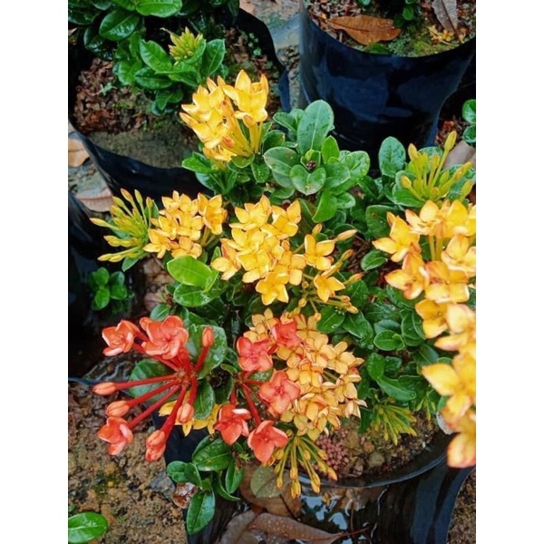 Pokok ixora / jejarum / siantan bunga wangi madagascar ixora, ixora ...