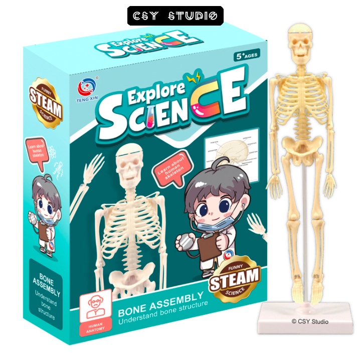 Human Skeleton Model 35cm Bone Assembly Toy Anatomy Science Model ...