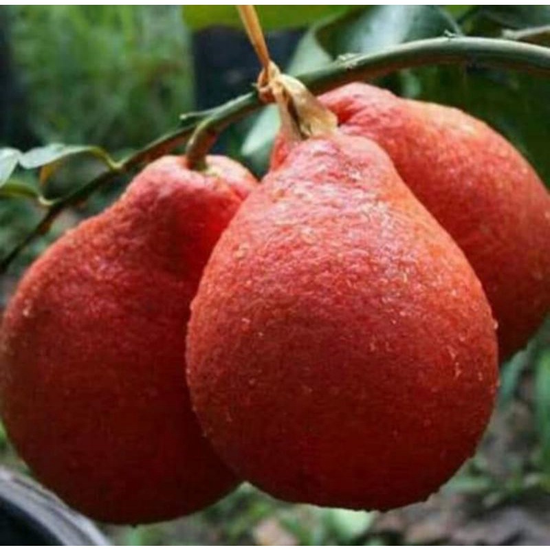 anak pokok LIMAU BALI MERAH VIETNAM hybrid | Shopee Malaysia