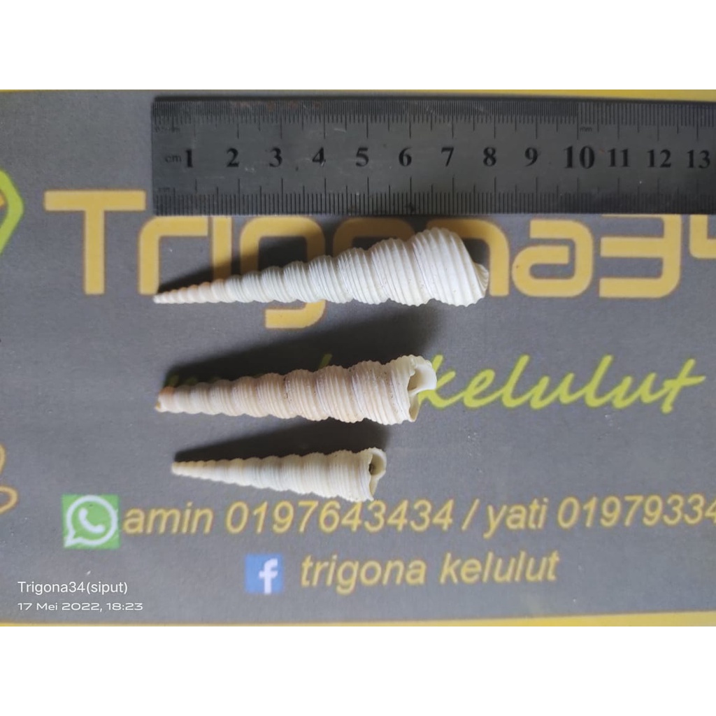 Cengkerang Siput Pantai (hiasan pasu, akuarium, landskap) | Shopee Malaysia