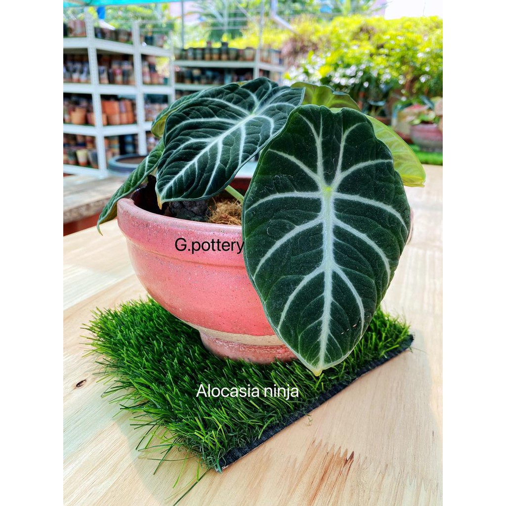 [ READY STOCK ] alocasia ninja plant graden | Shopee Malaysia