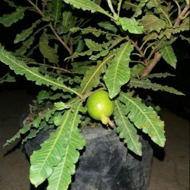 Pokok Jambu Batu Rawing | Shopee Malaysia