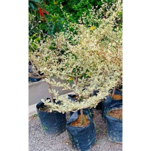 Pokok bucida variegated leaf 🌱花葉雨傘樹🌱busida batik🌱 | Shopee Malaysia