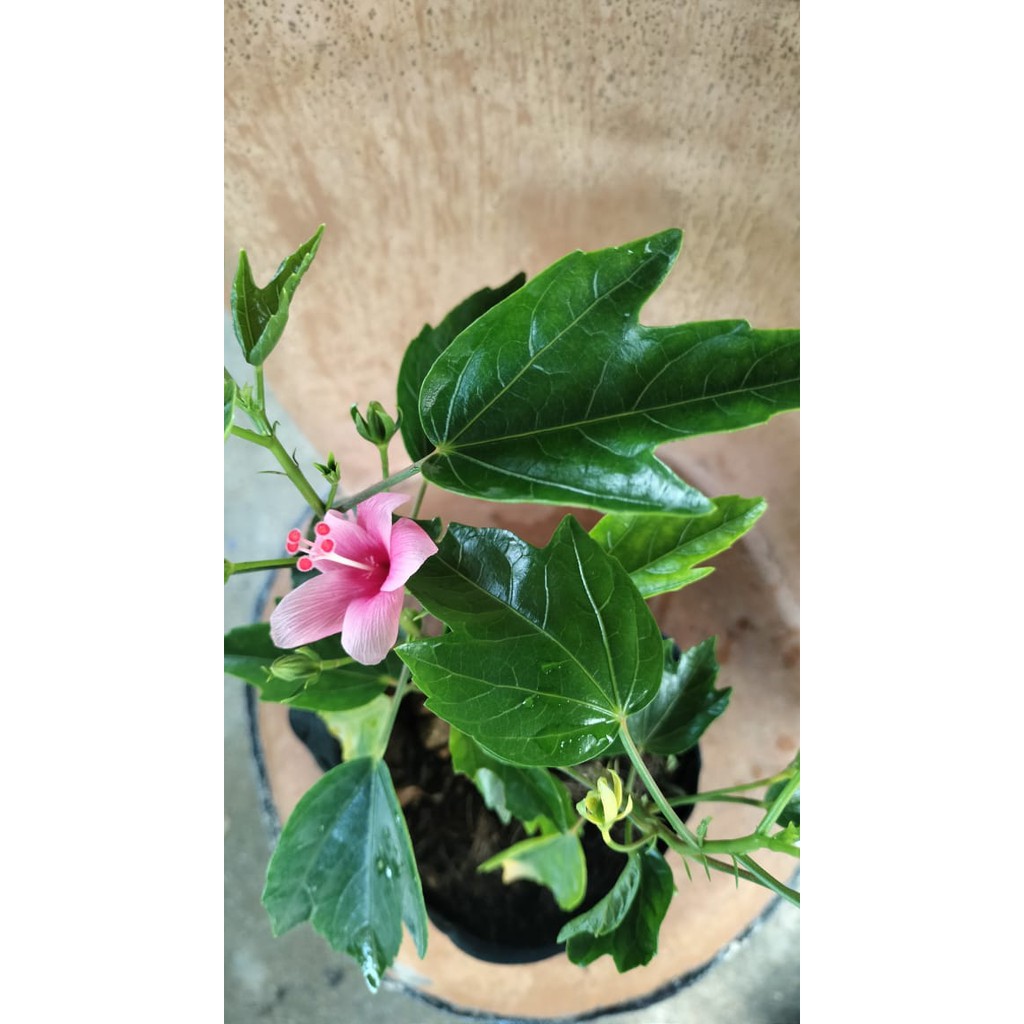 bunga raya bunga kicil by AL PLANT | Shopee Malaysia