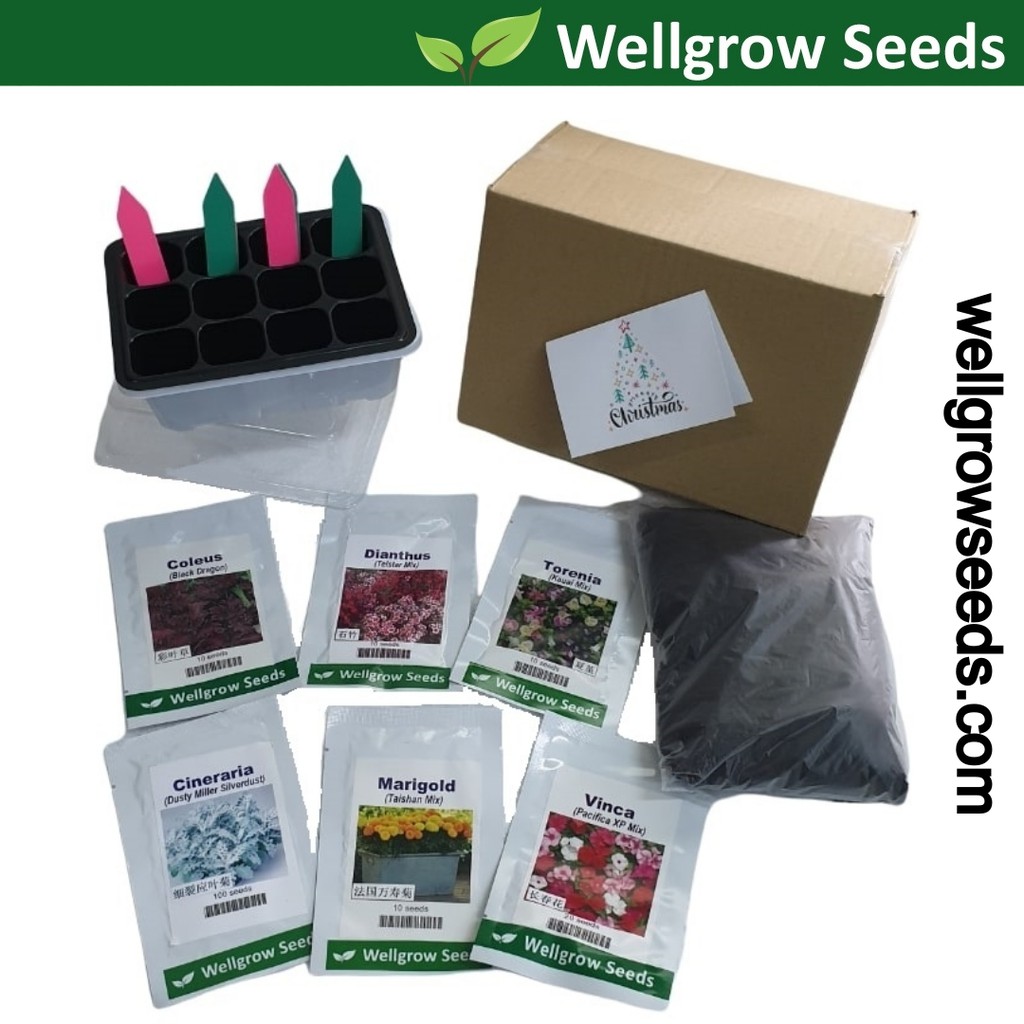 Flower Seeds Starter Set for Beginner [ Starter Kit ] || Ideal as gift ...