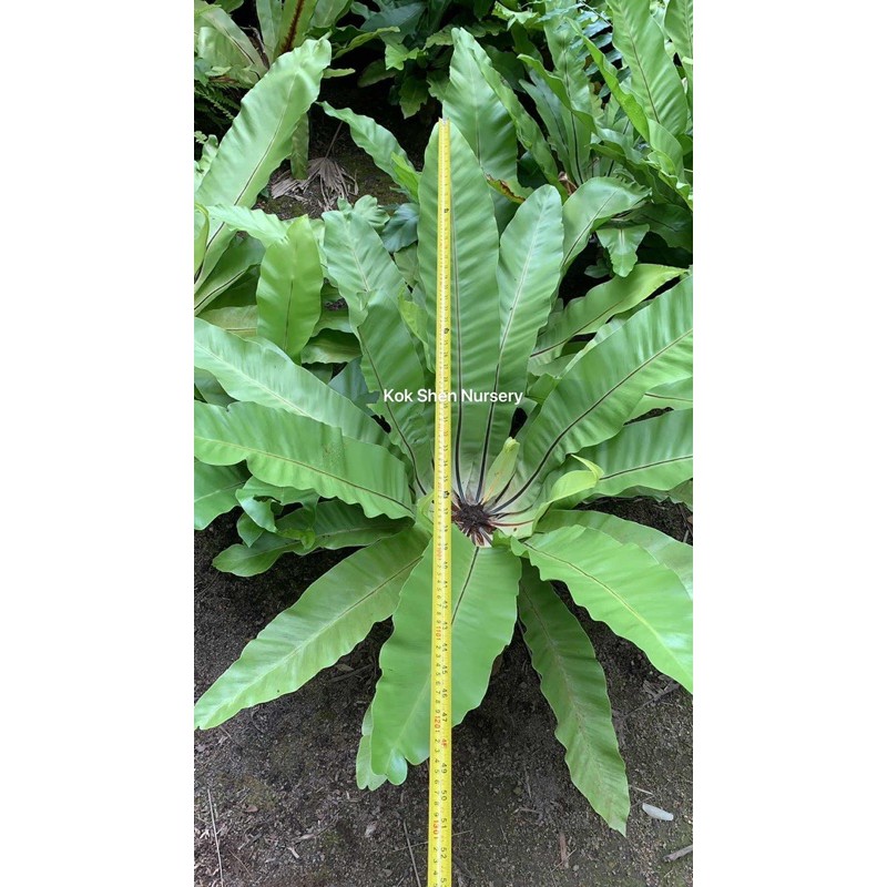 Asplenium Nidus Bird Nest Fern（Sarang Burung）Outdoor Plant Size 14x14 ...