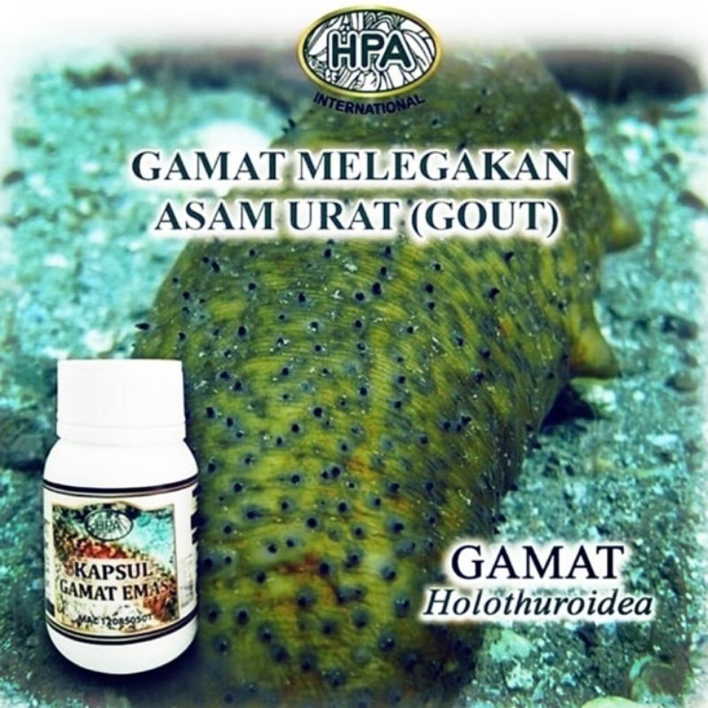 KAPSUL GAMAT EMAS 💯 ORIGINAL HPA | Shopee Malaysia