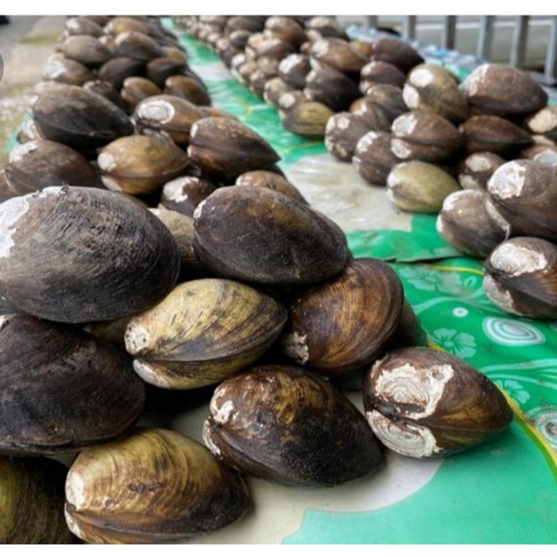 lokan hidup 5kg Rm25 BMF | Shopee Malaysia