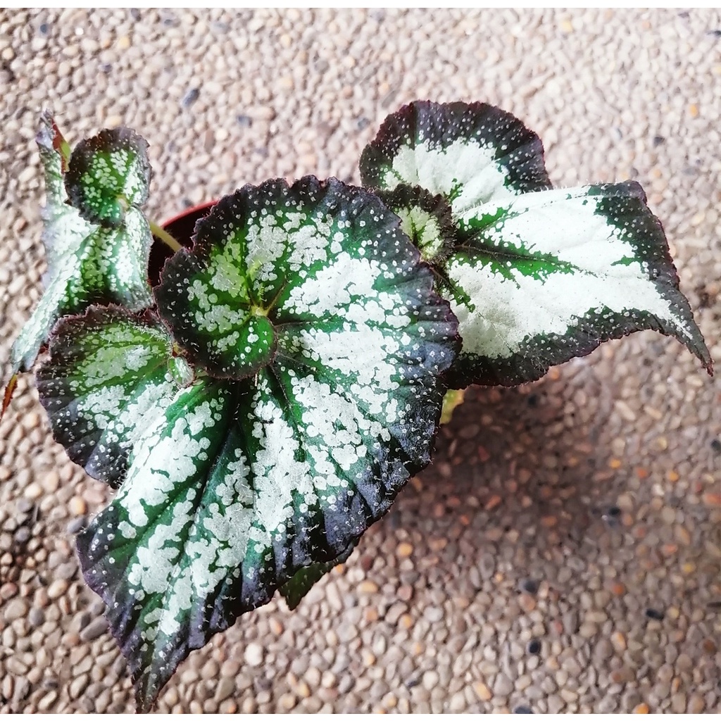 Begonia Rex / Asam Batu/ 秋海棠 | Shopee Malaysia