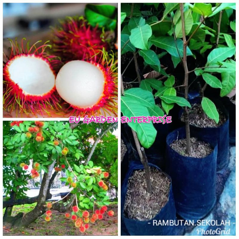 Pokok Buah Rambutan Sekolah HYBRID | Shopee Malaysia