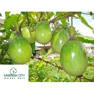 GNC - Passion Fruit Tree Live Plant Anak Pokok Buah Markisa 百香果 ...