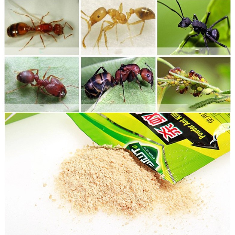 Ubat Lipas Serbuk Lipas Powder Ant Killing Bait Cockroach Killing Bait ...