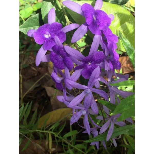 bunga sandpaper vine purple pokok hidup/pokok bunga menjalar | Shopee ...