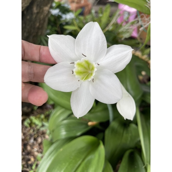 Eucharis Amazonica amazon lily bulb | Shopee Malaysia