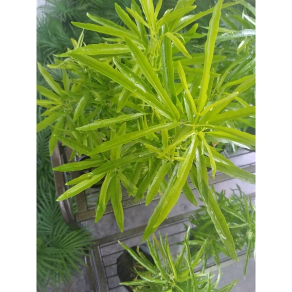 GM ZODIA MOSQUITO REAL LIFE PLANT OUTDOOR NYAMUK HALAU RUE RUTA ...