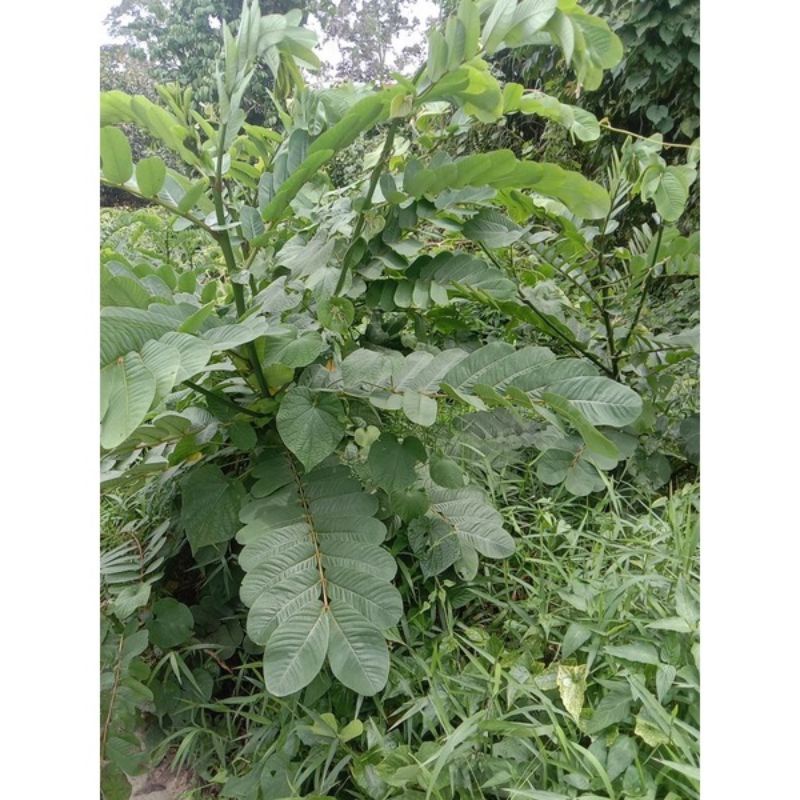 DAUN GELENGGANG Original FRESH 🌿 Ubat Gatal / Panau /Kurap /Kudis ...