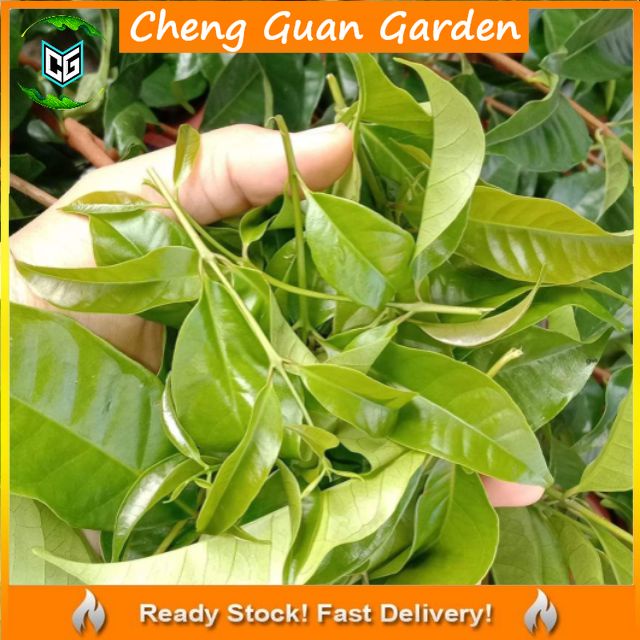 Anak Pokok Serai Kayu Pokok Daun Salam Pokok Ulam Pokok Stabil | Shopee ...