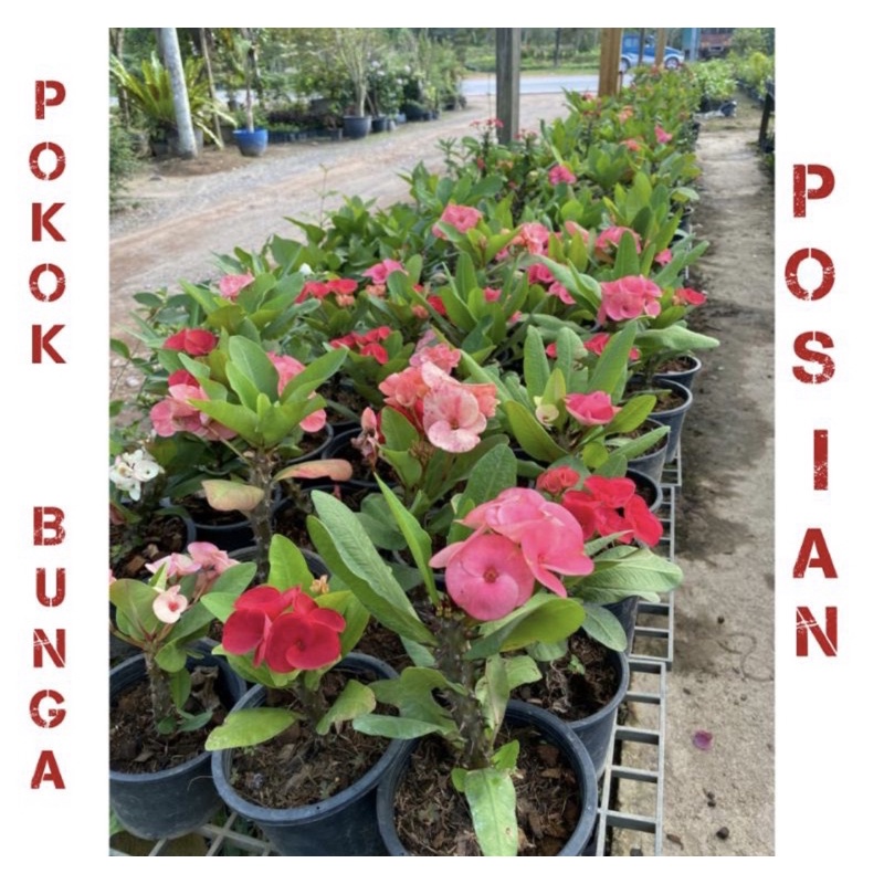 pokok bunga posian Bunga besar / makhkota berduri sudah berbunga (with ...