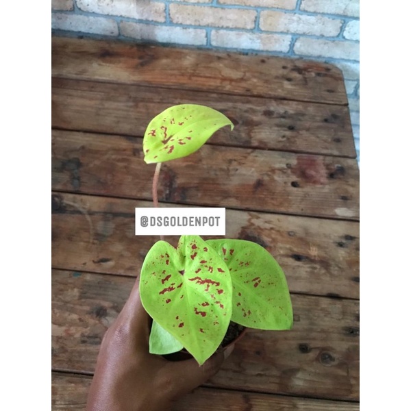 Caladium Yellow Monster | Shopee Malaysia