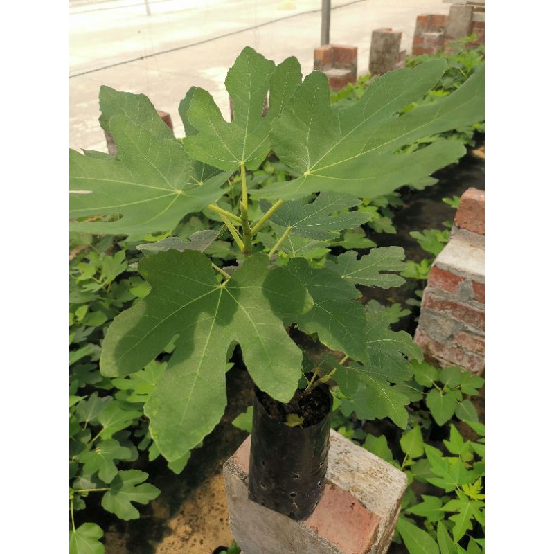 FIG TREE POKOK BUAH TIN FRUITS 无花果苗 🌱🌱( Everyone Only 1 Plant Per Order ...