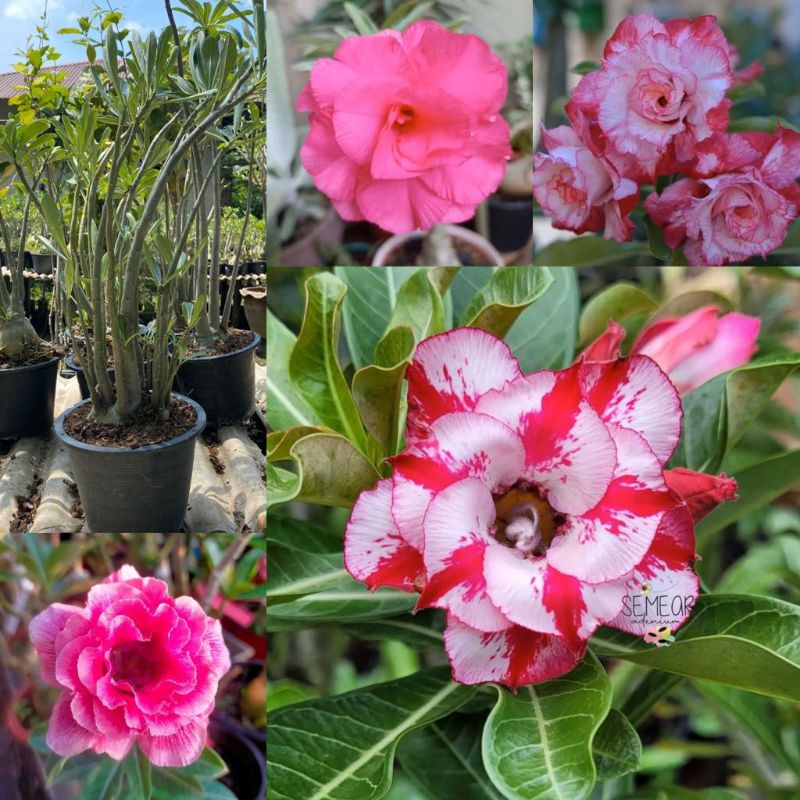 MIX ID POKOK BUNGA KEMBOJA/ADENIUM REAL LIVE PLANT PASU 8INCI (RARE ID ...