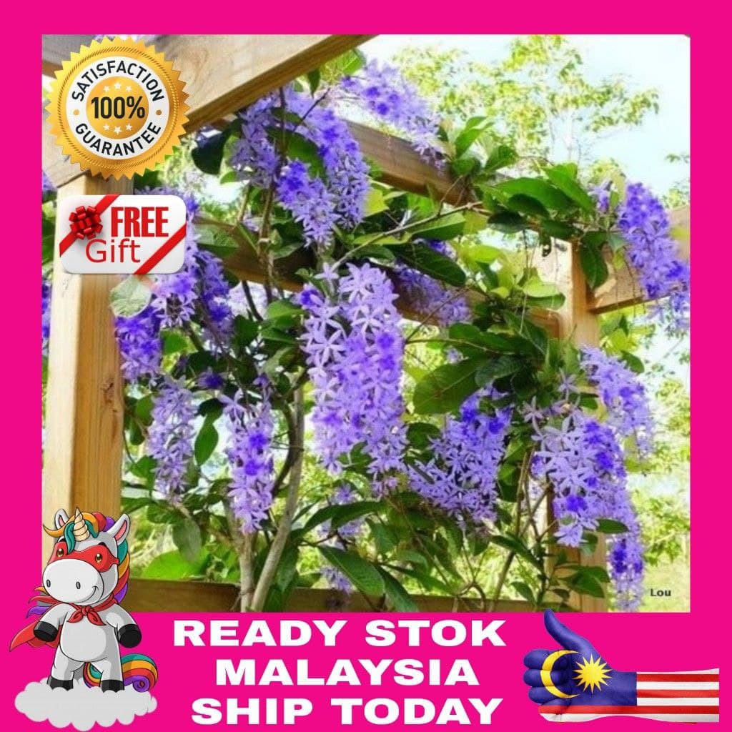 Anak pokok Viral Bunga Sandpaper Vine Petrea Volubilis Queens wreath ...