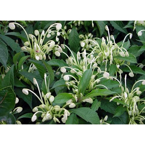 Musical Note Plant/Pokok Bunga Nota Musik | Shopee Malaysia