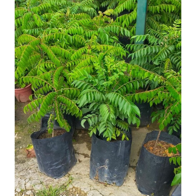 POKOK KARI RIMBUN SEGAR | Shopee Malaysia