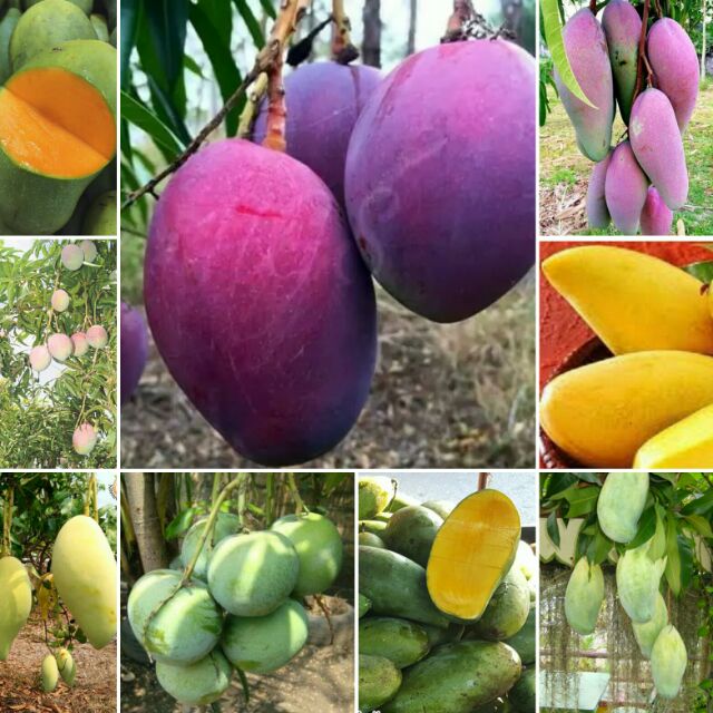 Pokok Mangga mango tree khawin: Siku Raja /Lemak /Kelapa / Epal / Gajah ...