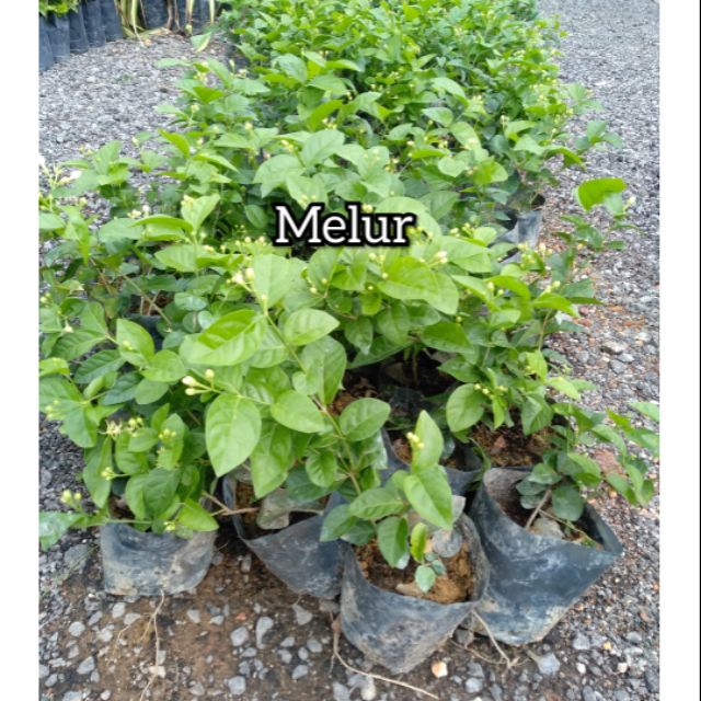 POKOK BUNGA MELUR - BUNGA WANGI | Shopee Malaysia