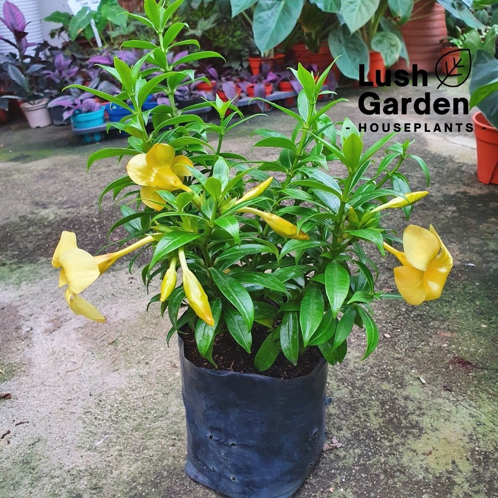 Allamanda Yellow / Bunga Loceng Kuning / 黄蝉 Polybag Outdoor Flower Live ...