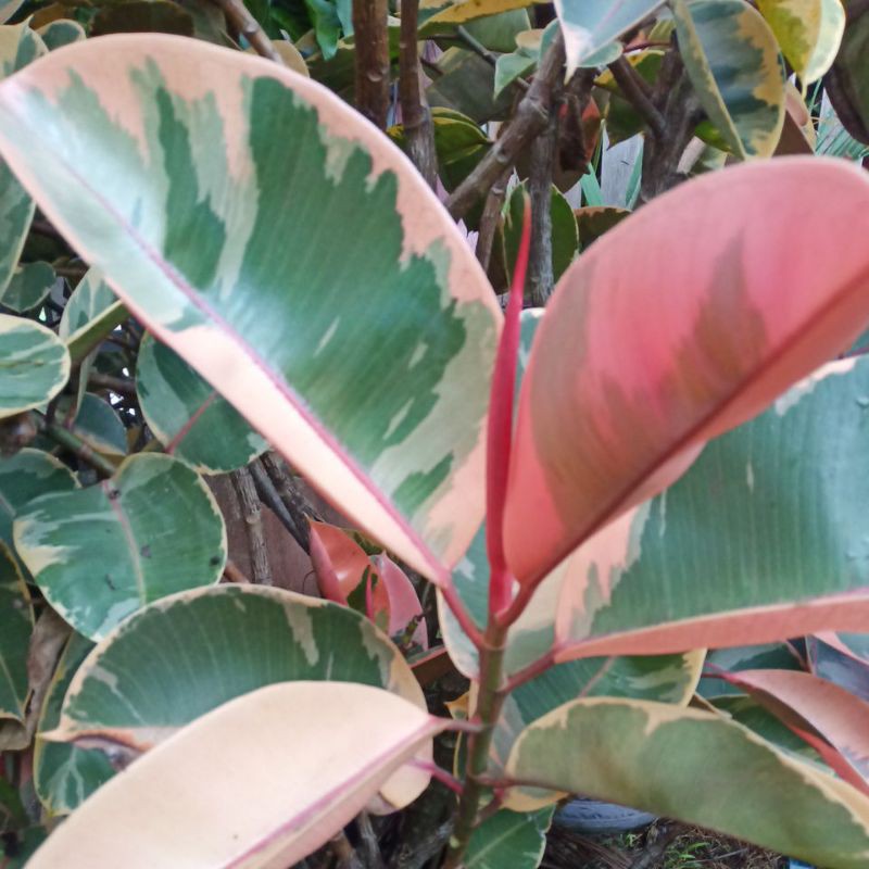 Pokok Ficus Elastica Variegated bunga hiasan laman | Shopee Malaysia