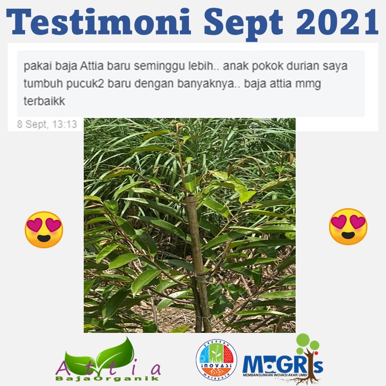 Attia Baja Organik Pokok Durian Udang Merah Duri Hitam Durian Musang ...