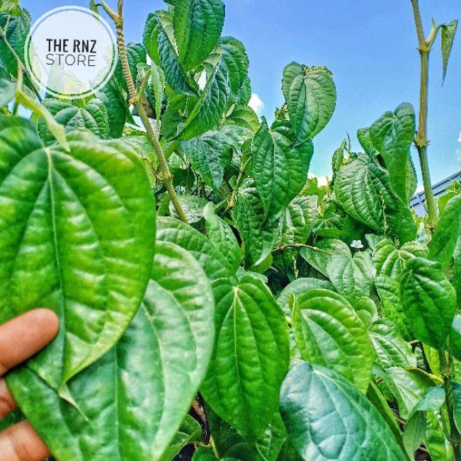 10 Helai Sireh Kampung Sireh Melayu SEGAR dari Pokok | Shopee Malaysia