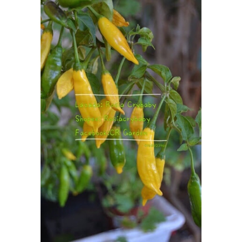 Lemon Drop Pepper 1 Seed 柠檬滴辣椒 1粒 (Full Sun, 90 days) | Shopee Malaysia